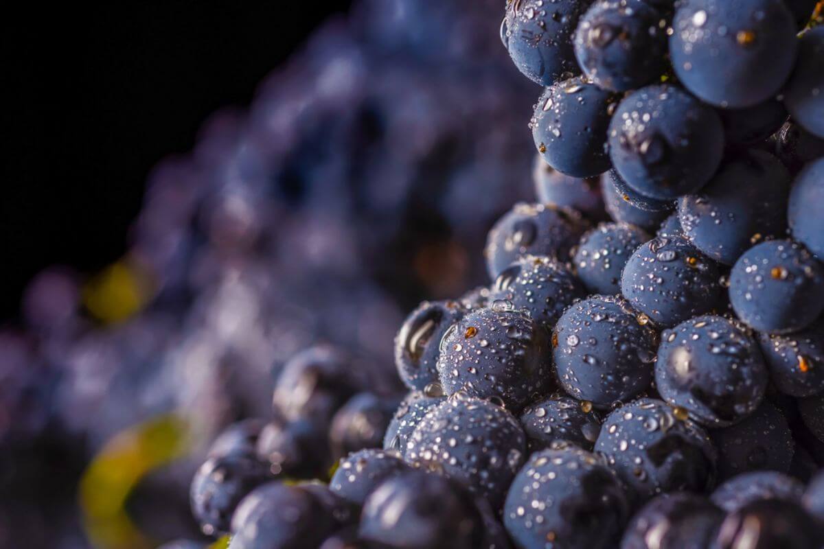 The Best Natural Wine Brands For Wine Enthusiasts – Ralph's Wines and ...